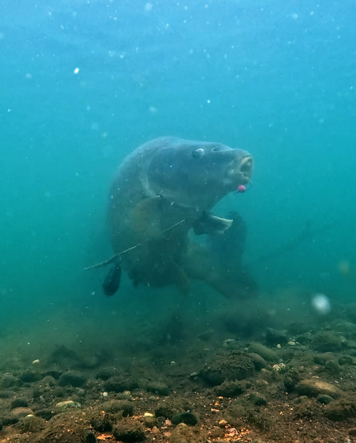 La carpe : un géant des eaux européennes - Blog.Chronocarpe.com