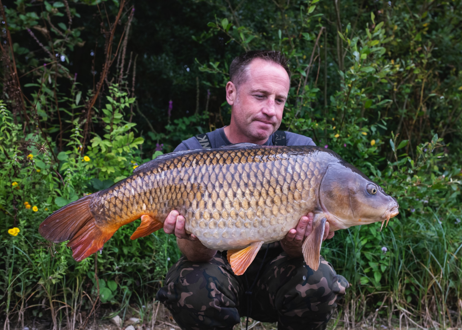 La Carpe Commune : Présentation et Caractéristiques - Blog Chronocarpe